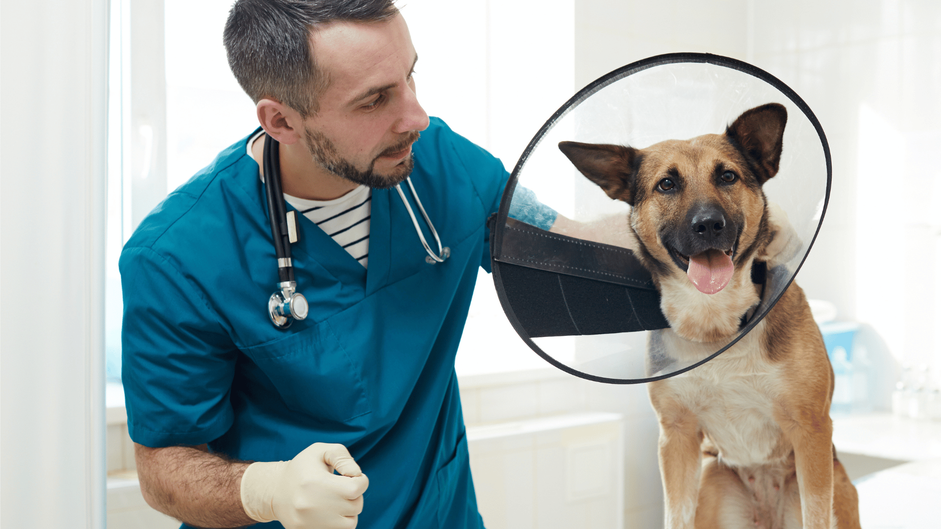 Pet Spay & Neuter In Cocoa, FL | Clearlake Animal Hospital
